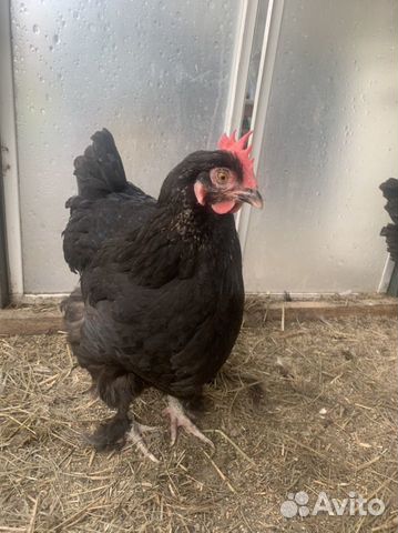 Куры маран,С