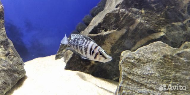 Альтолампрологус кальвус