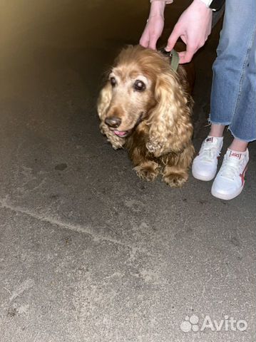 Кокер спаниель