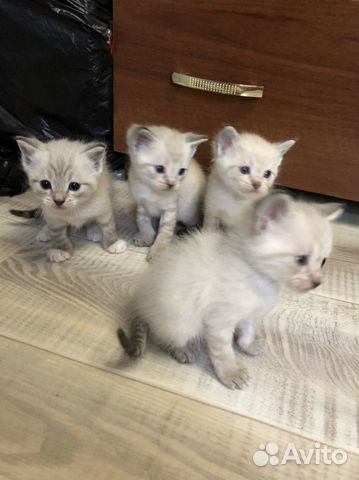 Тайские котята