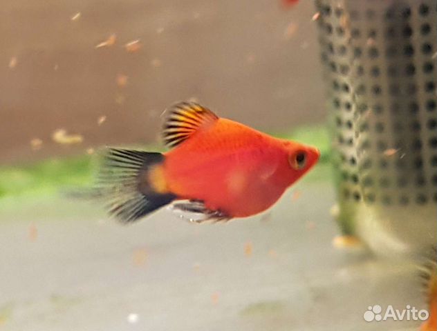 Пецилия редиска баллон