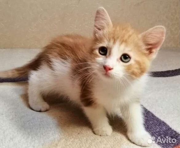 Котенок в добрые руки