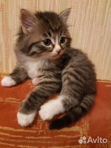 Котик - пушистое счастье