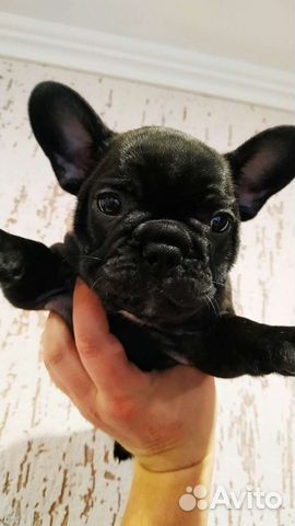 Французский бульдог щенки