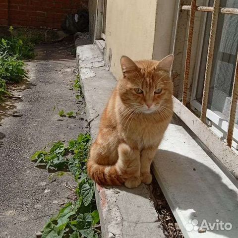 Ищу хорошего хозяина