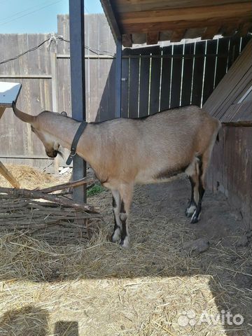 Альпонубийская коза