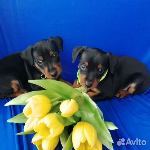 Щенки цвергпинчера