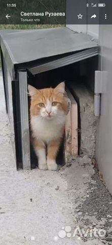 Котик, с глазами, полными надежды