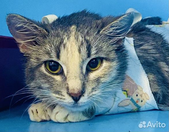 Дружелюбная кошечка-подросток ищет дом