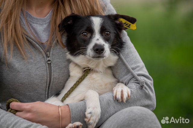 Маленькая веселая собачка в хорошие руки