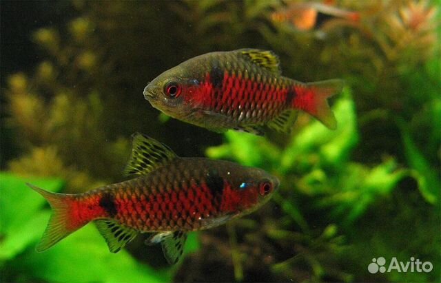 Барбус Алый (Одесский)