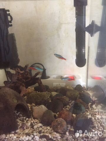 Аквариумные рыбки