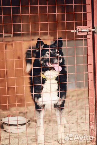 Пес Клык, метис Хаски и Маламута