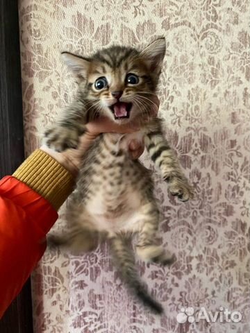 Котята в хорошие руки