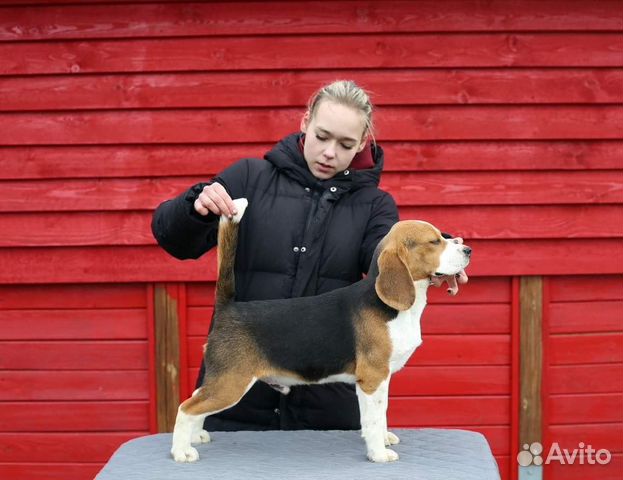 Бигля щенок, мальчик