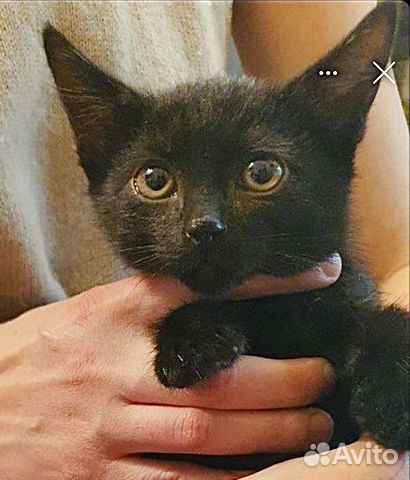 Черный котенок