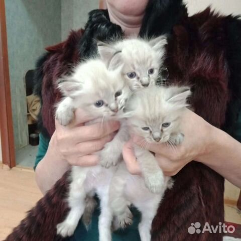Сибирский бобтейлер сиамские