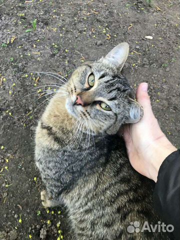 Кошка в дар