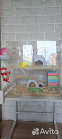 Джунгарский хомяк с клеткой