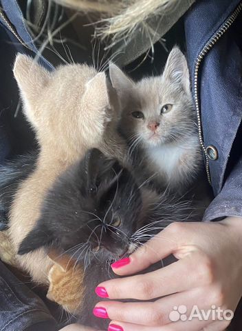 Котята в добрые руки 2 месяца