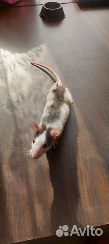 Крысенок мальчик