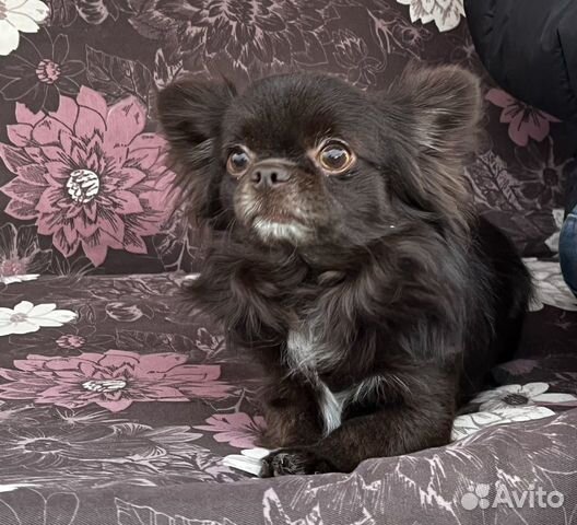 Чихуахуа мальчик