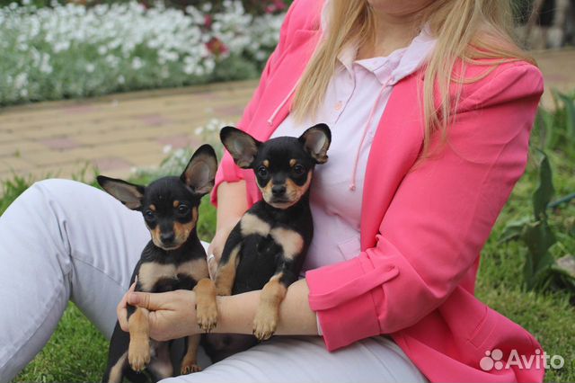 Русский той-терьер