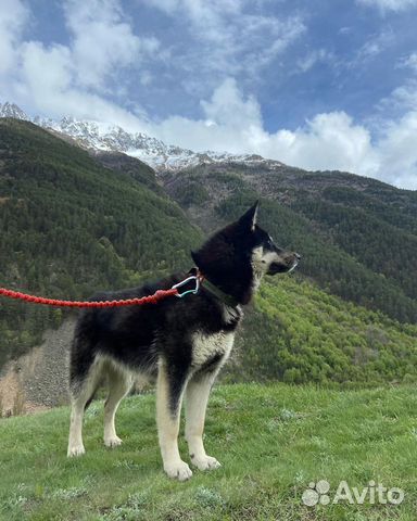 Метис овчарки и хаски