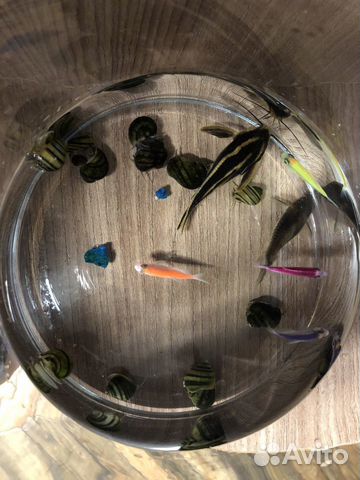 Платидорас и неоны