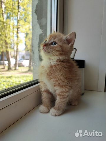 Рыжее чудо. Девочка котенок 2 мес в дар