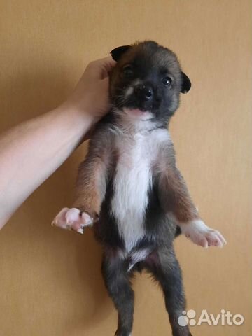 Собаки бесплатно в добрые руки щенки