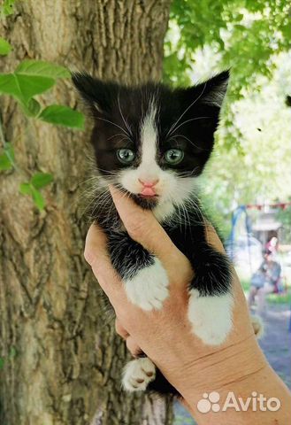 Комочки счастья ищут мампап