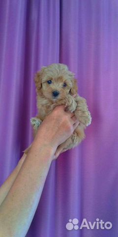 Щенки мальтипу