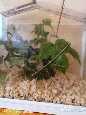 Палочник аннамский