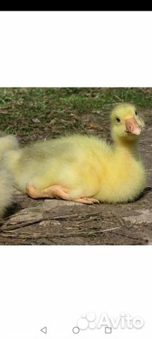 Гусята, 10 дней количество 20шт