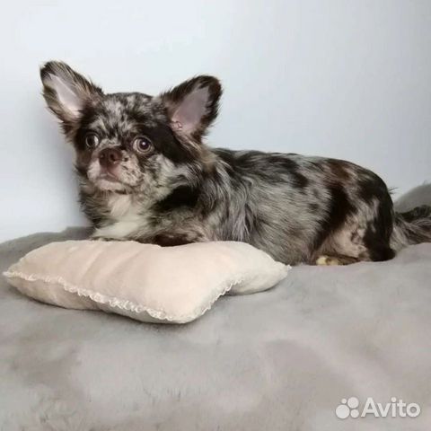 Чихуахуа мерле мальчик