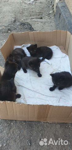 Котята в добрые руки бесплатно