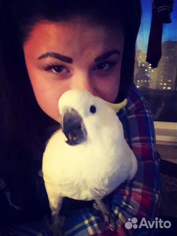 Попугай какаду