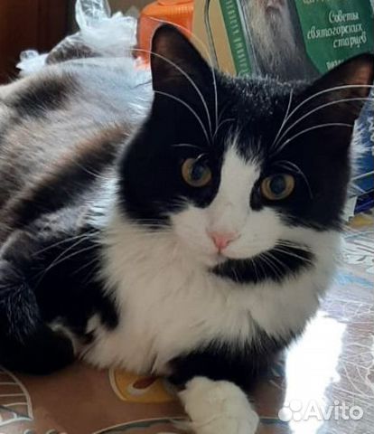 Кошка 11 мес