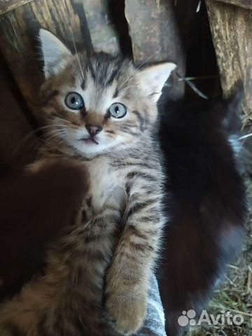 Котята в добрые руки. Игривые, шустрые