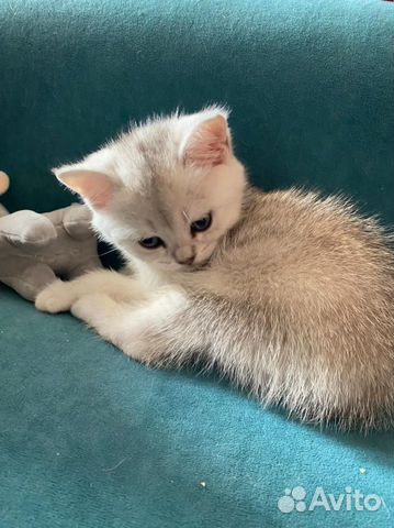 Шотландские прямоухие котята