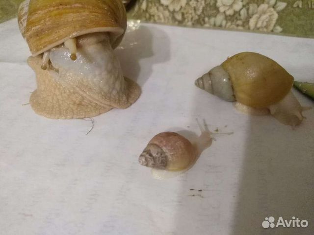 Улитки ахатины