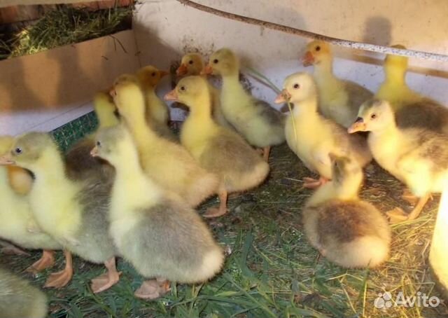 Гусята Датский легарт 3 суток