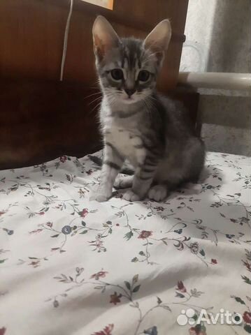 Кошечка