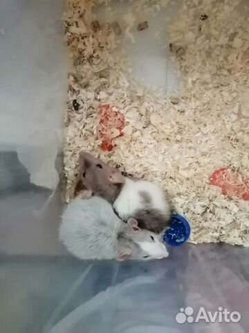 Крыски 2 месяца, игривые, ласковые, шустрые