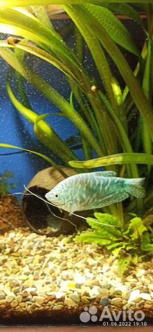 Гурами обмен