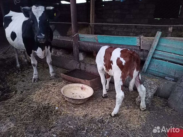 Корова высокоудойная с теленком