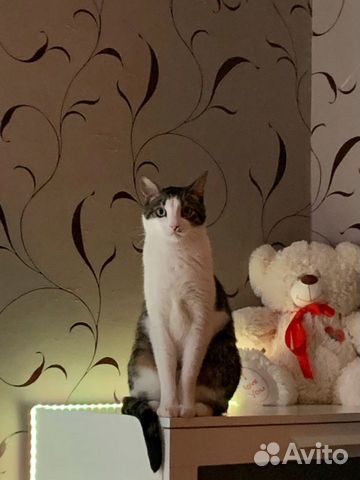 Кот Кузя