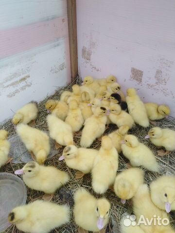 Продаются утята индоутки (мускусной)