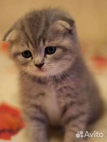 Шотландская вислоухая кошка